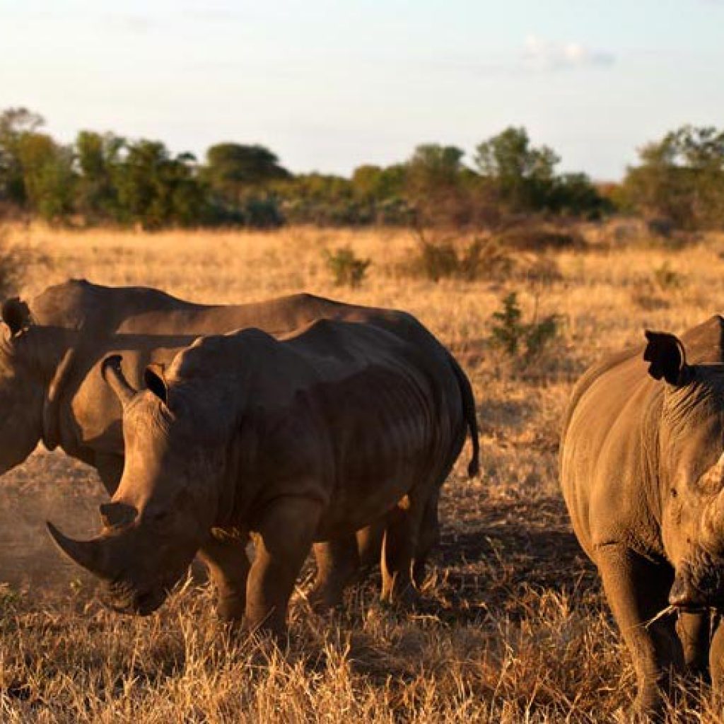 Luxury African Safaris - African Portfolio