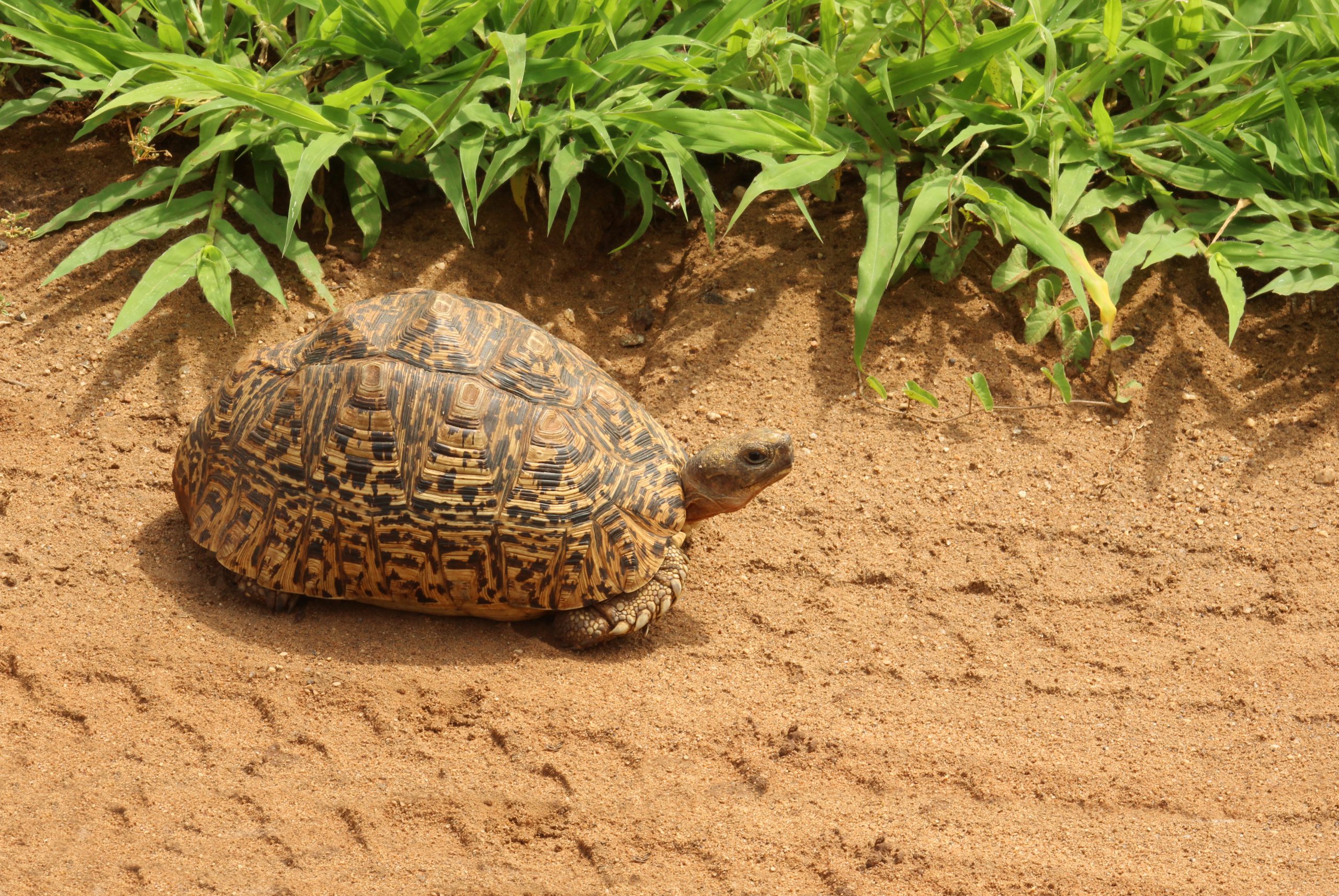 Big Five, Little Five... - African Portfolio