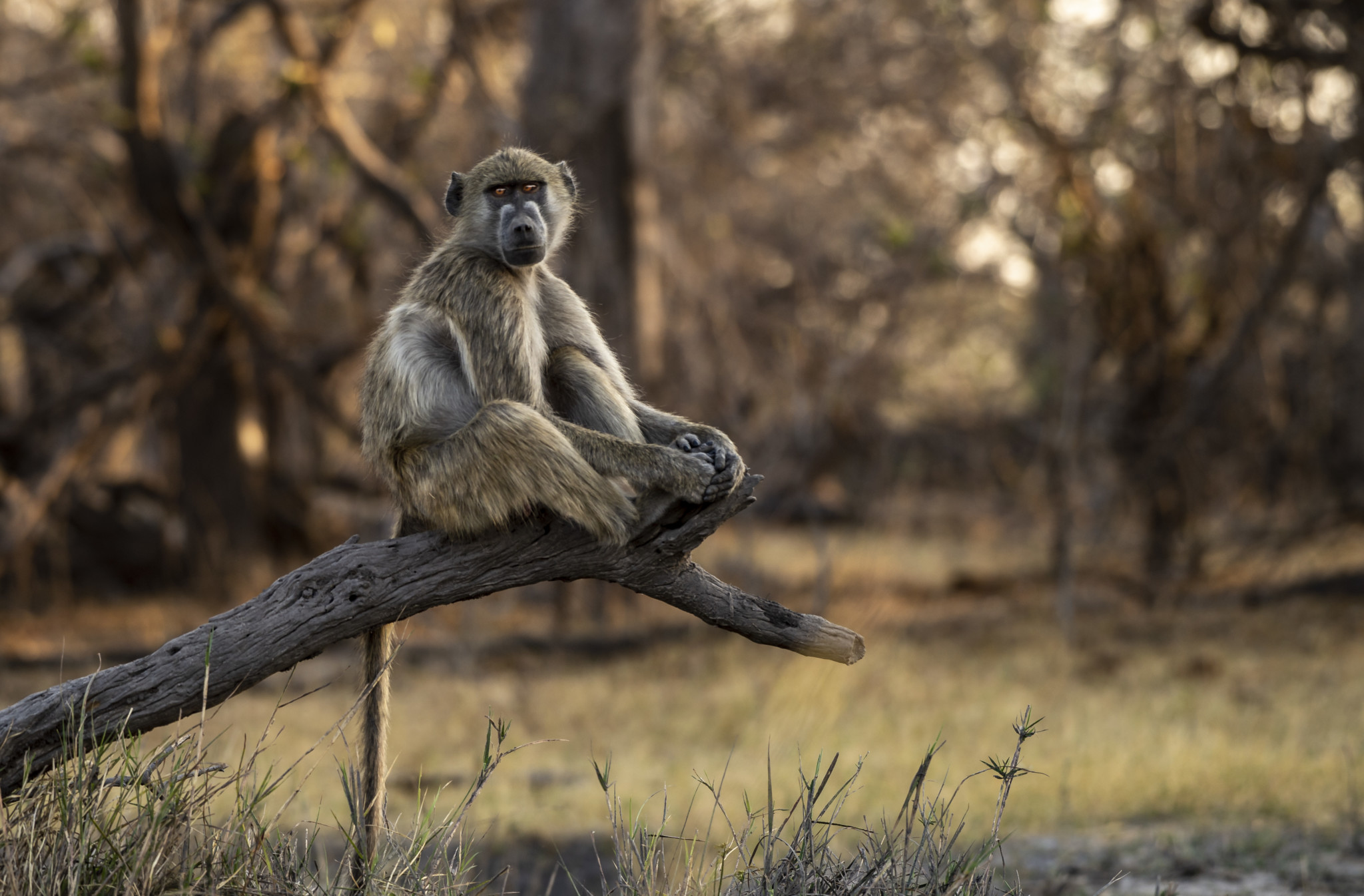 Our Blog - African Portfolio