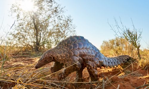 Home - African Portfolio