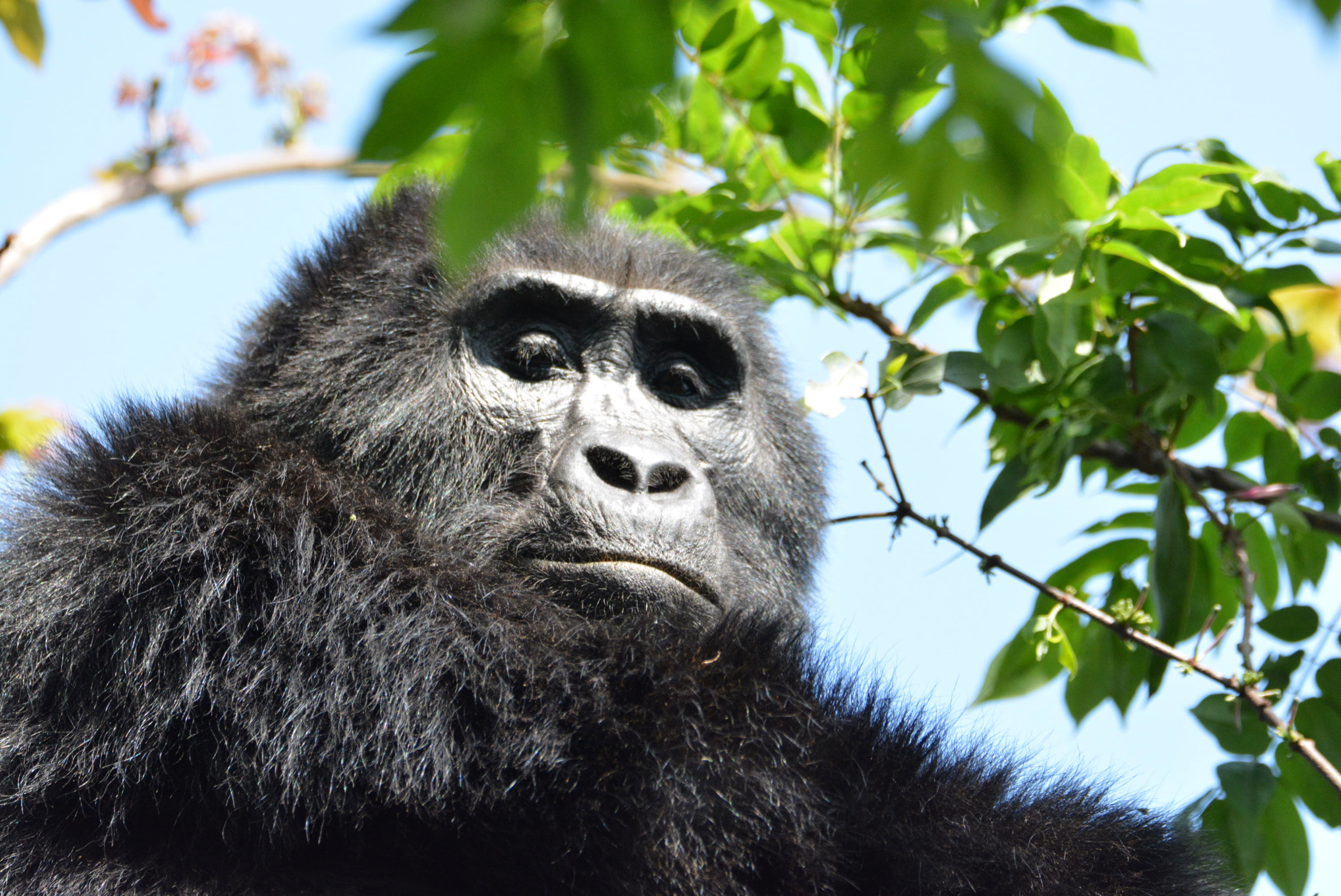 Where Do We Want To Go Next? - African Portfolio