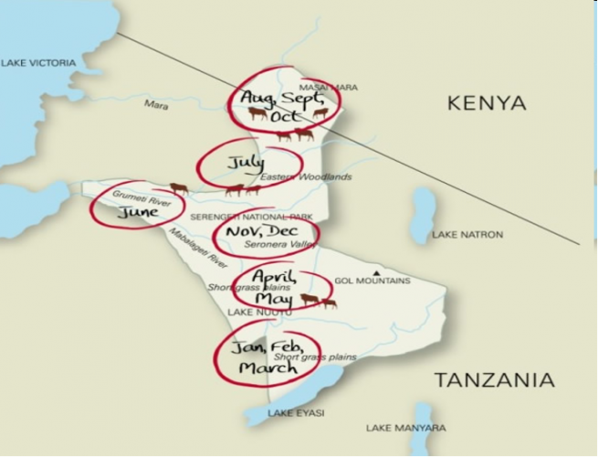 The Great Migration - And They're Off.... - African Portfolio