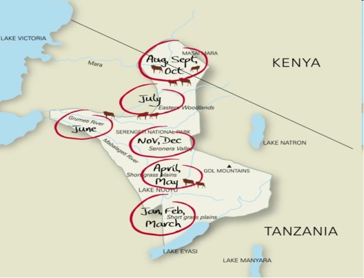 The Great Migration - And They're Off.... - African Portfolio